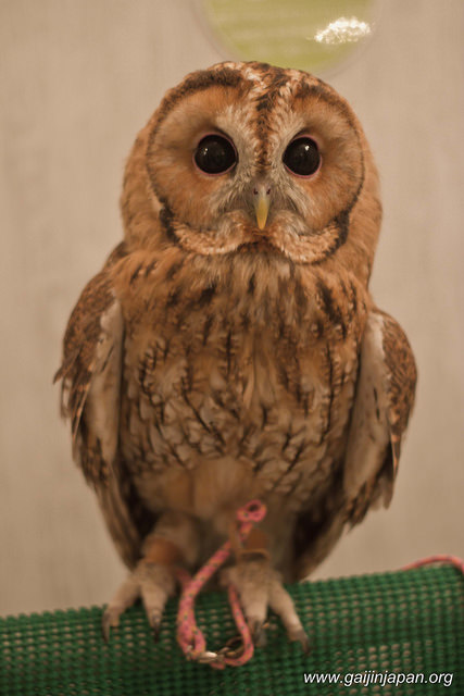 Akiba Fukurou – hibou café à Akihabara, Tokyo | Un Gaijin au Japon