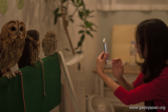 Akiba Fukurou – hibou café à Akihabara, Tokyo | Un Gaijin au Japon